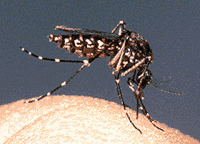 Mosquitos GIFs - Get the best gif on GIFER