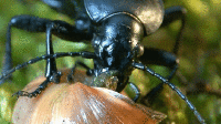 Insects GIFs - Get the best gif on GIFER