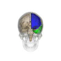 Neuroscience GIFs - Get the best gif on GIFER