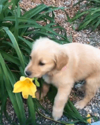 Calla GIFs - Get the best gif on GIFER