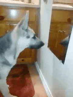 Perro lindo GIF - Conseguir el mejor gif en GIFER