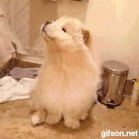Chow GIFs - Get the best gif on GIFER