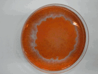 Beaker GIF - Conseguir o melhor gif em GIFER