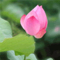 Lotus GIFs - Get the best gif on GIFER
