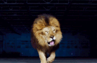 Lion GIFs - Get the best gif on GIFER