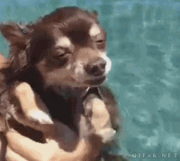 Swiming GIFs - Get the best gif on GIFER
