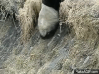 Tackled GIFs - Get the best gif on GIFER