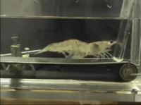 Shrimp GIFs - Get the best gif on GIFER