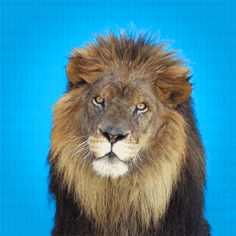 Csu GIFs - Get the best gif on GIFER