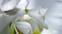Mantis GIFs - Get the best gif on GIFER
