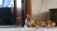 Superpowers GIFs - Get the best gif on GIFER