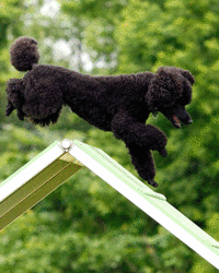 Poodle GIFs - Get the best gif on GIFER