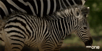 Zebra GIFs - Get the best gif on GIFER