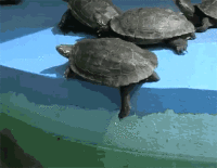 Turtle GIFs - Get the best gif on GIFER