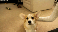 Ear GIFs - Get the best gif on GIFER