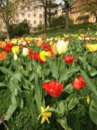 Tulip GIFs - Get the best gif on GIFER