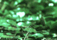 Steady GIFs - Get the best gif on GIFER