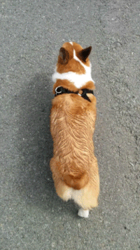 Corgi GIFs - Get the best gif on GIFER