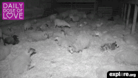 Farmanimals GIFs - Get the best gif on GIFER
