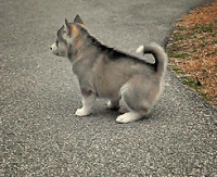 Turning GIFs - Get the best gif on GIFER