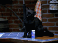 Salem GIFs - Get the best gif on GIFER