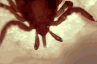 Ticks GIFs - Get the best gif on GIFER