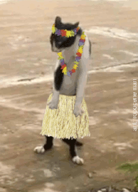 Aloha GIFs - Get the best gif on GIFER
