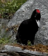 Woodpecker GIFs - Get the best gif on GIFER