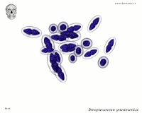Bacteria GIFs - Get the best gif on GIFER