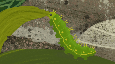 Caterpillar GIFs - Get the best gif on GIFER