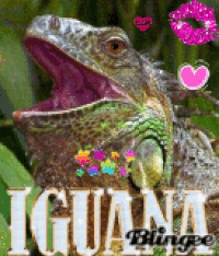 Iguanas GIFs - Get the best gif on GIFER