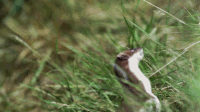 Ferret GIFs - Get the best gif on GIFER