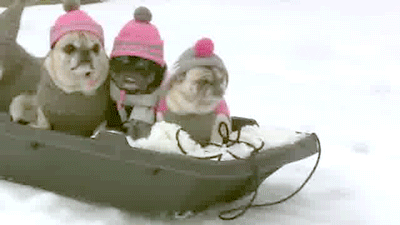 Sledding GIFs - Get the best gif on GIFER
