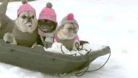 Sleds GIFs - Get the best gif on GIFER