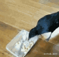 Страйк GIFs - Get the best gif on GIFER