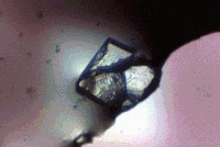 Microscope GIFs - Obtenez le meilleur gif sur GIFER