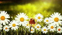 Daisy GIFs - Get the best gif on GIFER