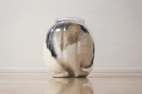 Purrfect GIFs - Get the best gif on GIFER
