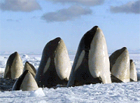 Orca GIFs - Get the best gif on GIFER