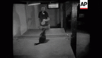 Professional GIFs - Get the best gif on GIFER