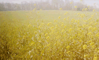 Farm GIFs - Get the best gif on GIFER