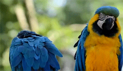 Macaws GIFs - Get the best gif on GIFER