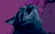 Ahhhhhhhhhhhhhhhhhh GIFs - Get the best gif on GIFER