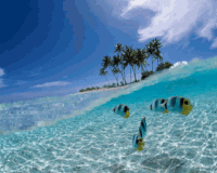 Tropical GIFs - Get the best gif on GIFER