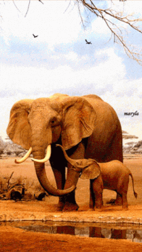 Elephant GIFs - Get the best gif on GIFER