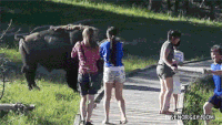 Buffalo GIFs - Get the best gif on GIFER