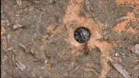 Larva GIFs - Get the best gif on GIFER