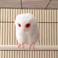 Albino GIFs - Get the best gif on GIFER