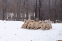 Huddle GIFs - Get the best gif on GIFER