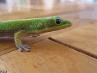 Reptile GIFs - Get the best gif on GIFER